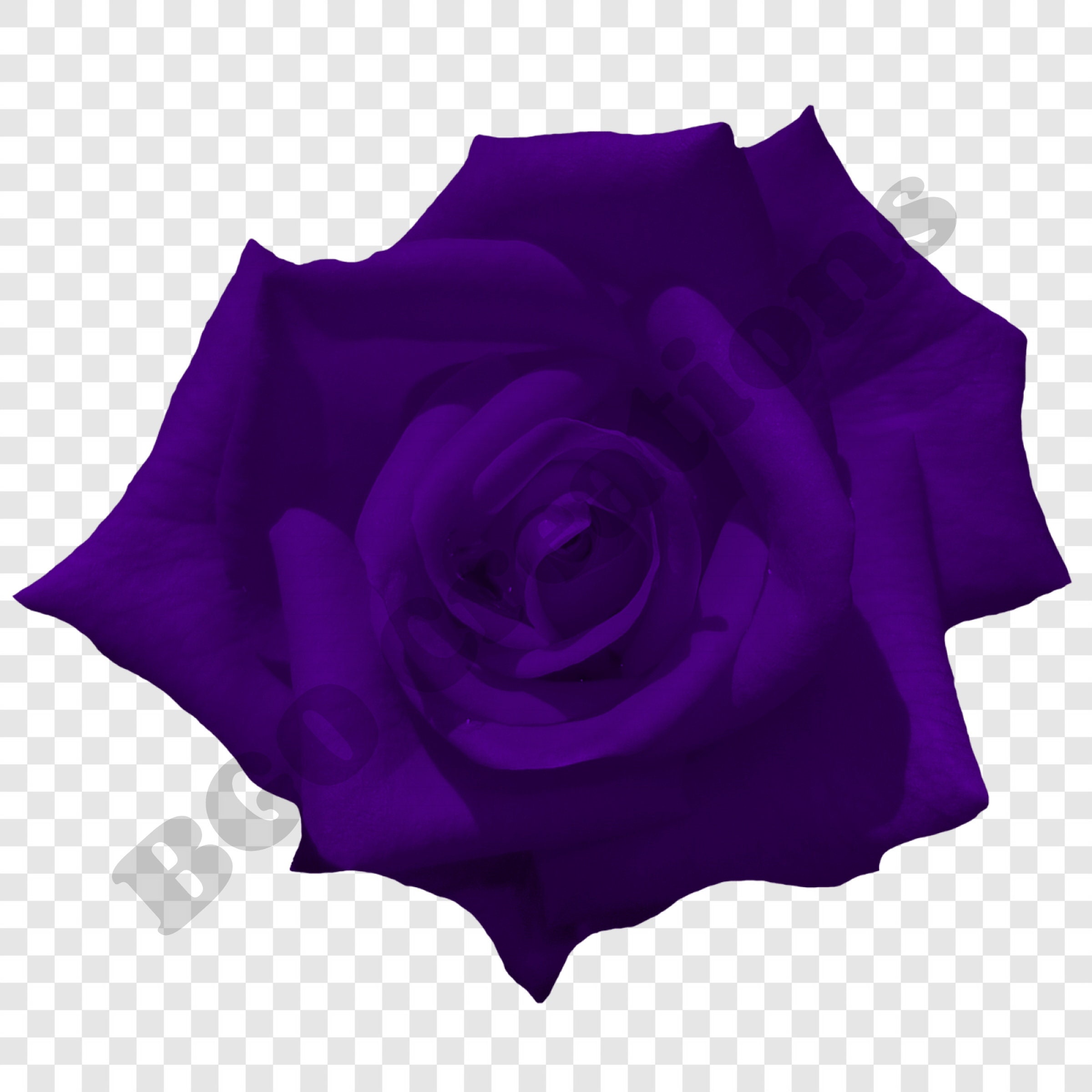 Indigo Roses PNG Bundle, 12 Purple Roses Images, Printable Roses ...