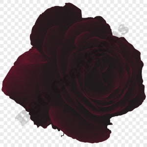 Burgundy Roses PNG Bundle, 12 Maroon Roses Images, Printable Roses ...