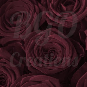 Crimson Roses Digital Paper Pack, 5 PNG Photography Backgrounds, Red ...