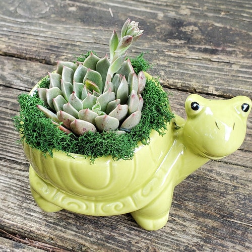Succulent in Ceramic Turtle Pot Live Zebra Plant 5 Green - Etsy