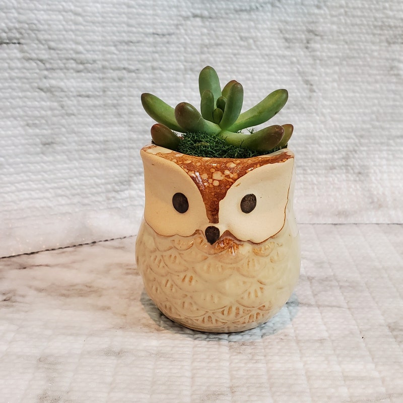Owl Planter - Etsy