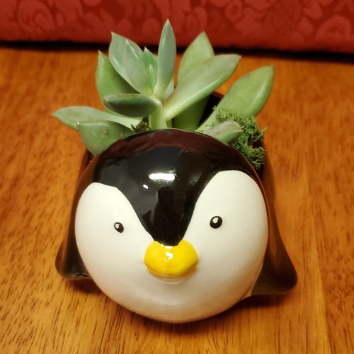 Penguin Succulent Planter | Etsy