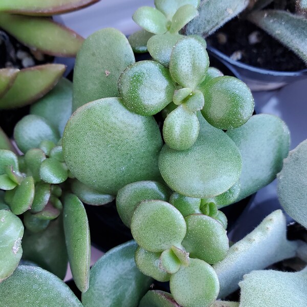 Jade Plant - Etsy