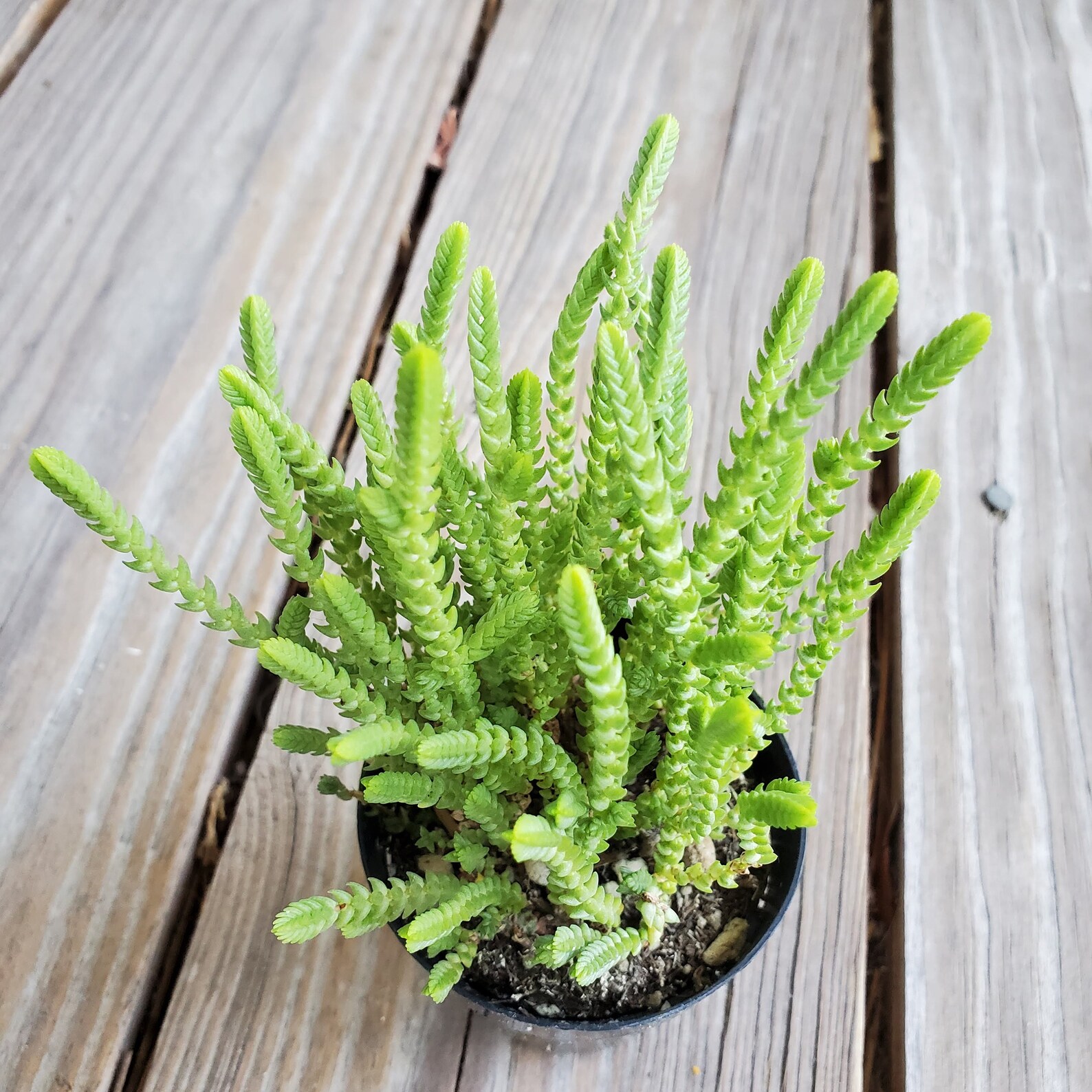 Watch Chain Succulent Crassula Muscosa Live Succulents 2 - Etsy