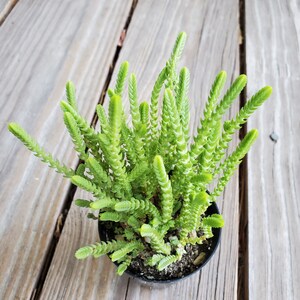 Watch Chain Succulent, Crassula Muscosa, Live Succulents, 2 Inch ...