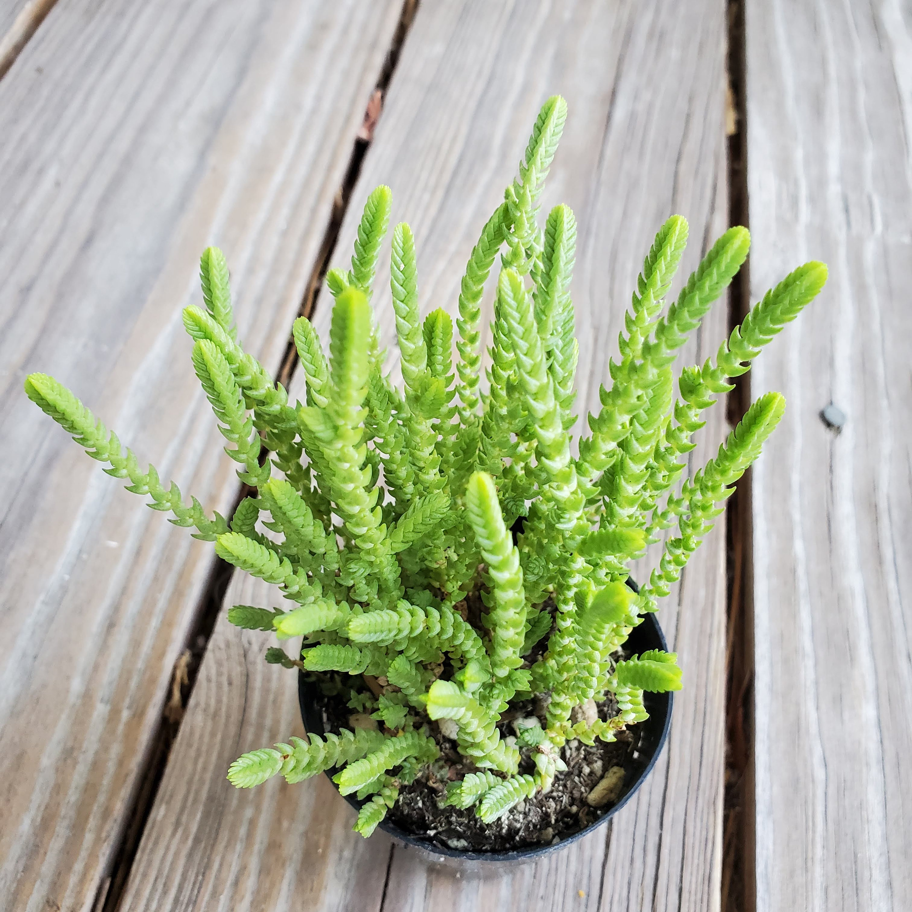 Watch Chain Succulent Crassula Muscosa Live Succulents 2 - Etsy