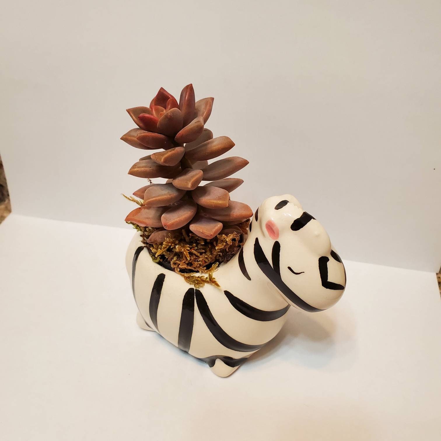 Zebra Planter With Live Plant Graptosedum Alpenglow Potted | Etsy