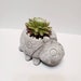 Sea Turtle Planter With Airplant, Ceramic Planter, Pot With Air Plant ...