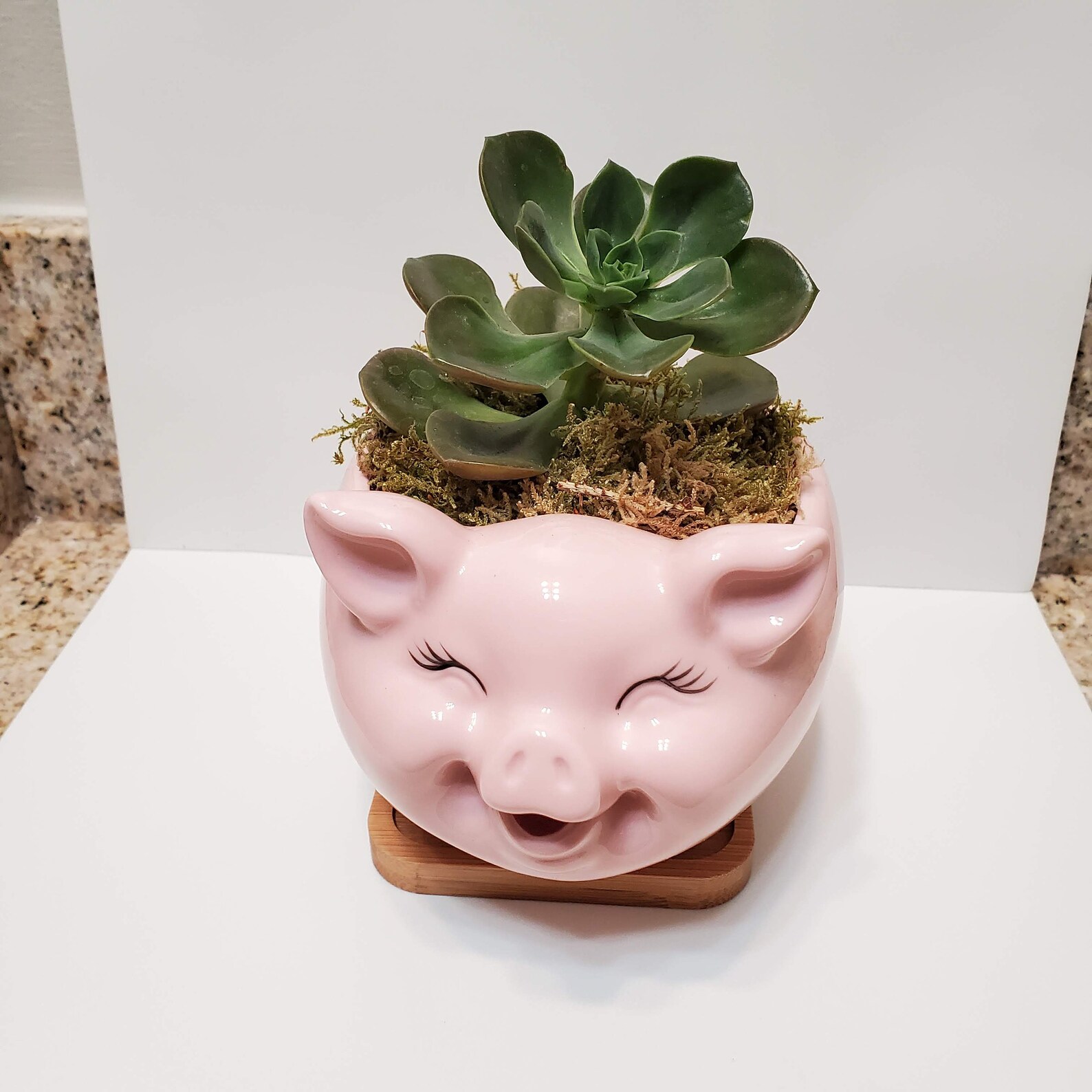 Pink Pig Planter With Succulent Echeveria Plant Animal - Etsy