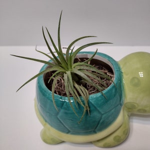 Sea Turtle Planter With Airplant, Ceramic Planter, Pot With Air Plant ...