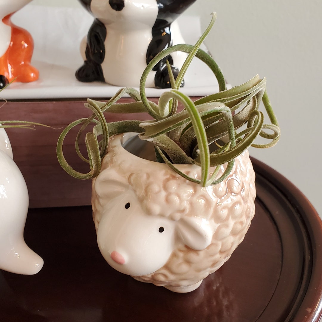 Sheep Planter With Air Plant, Farm Animal Planter, Farmhouse Decor, Air ...