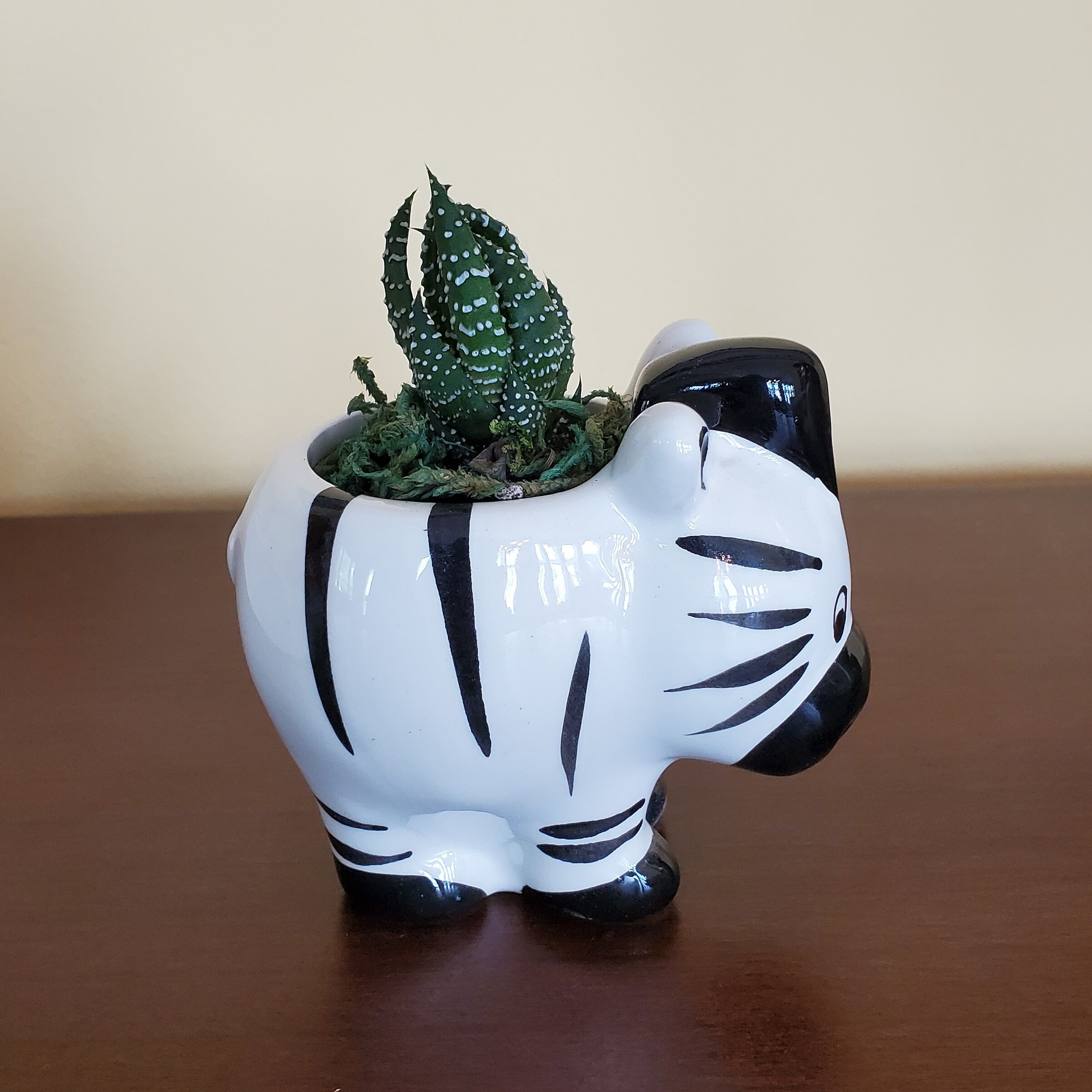 Zebra Planter with Zebra Plant Potted Succulents Succulent | Etsy