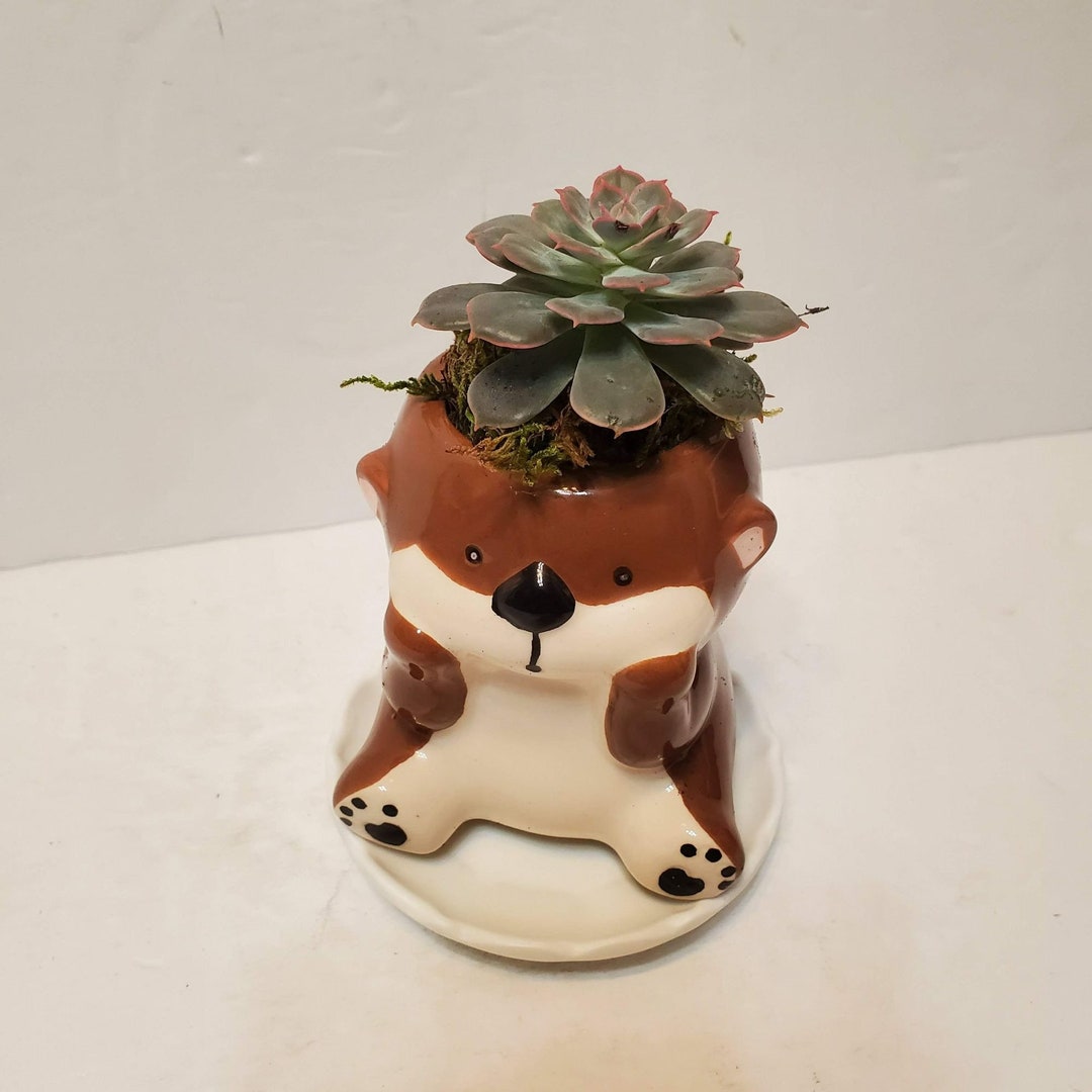 Ceramic Animal Planter, Otter With 2 Succulent Plant and Drip Tray ...