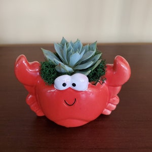 Ceramic Animal Planters With Live Succulents, Gift, Sea Creatures ...