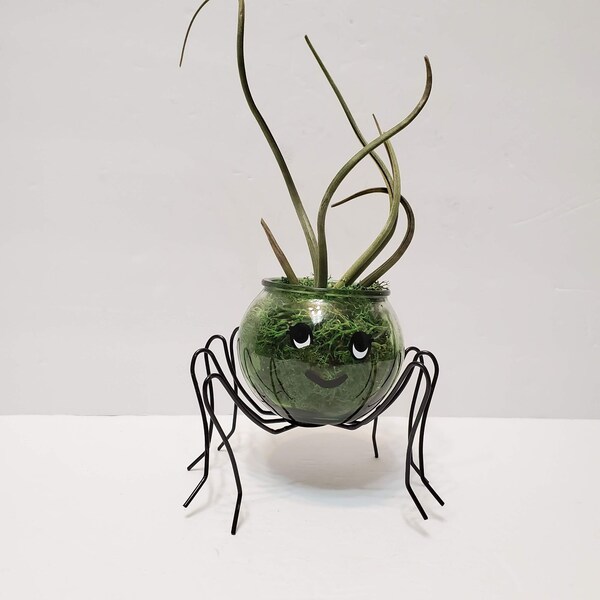 Spider Plant With Planter - Etsy