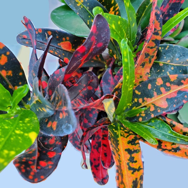 Croton - Etsy