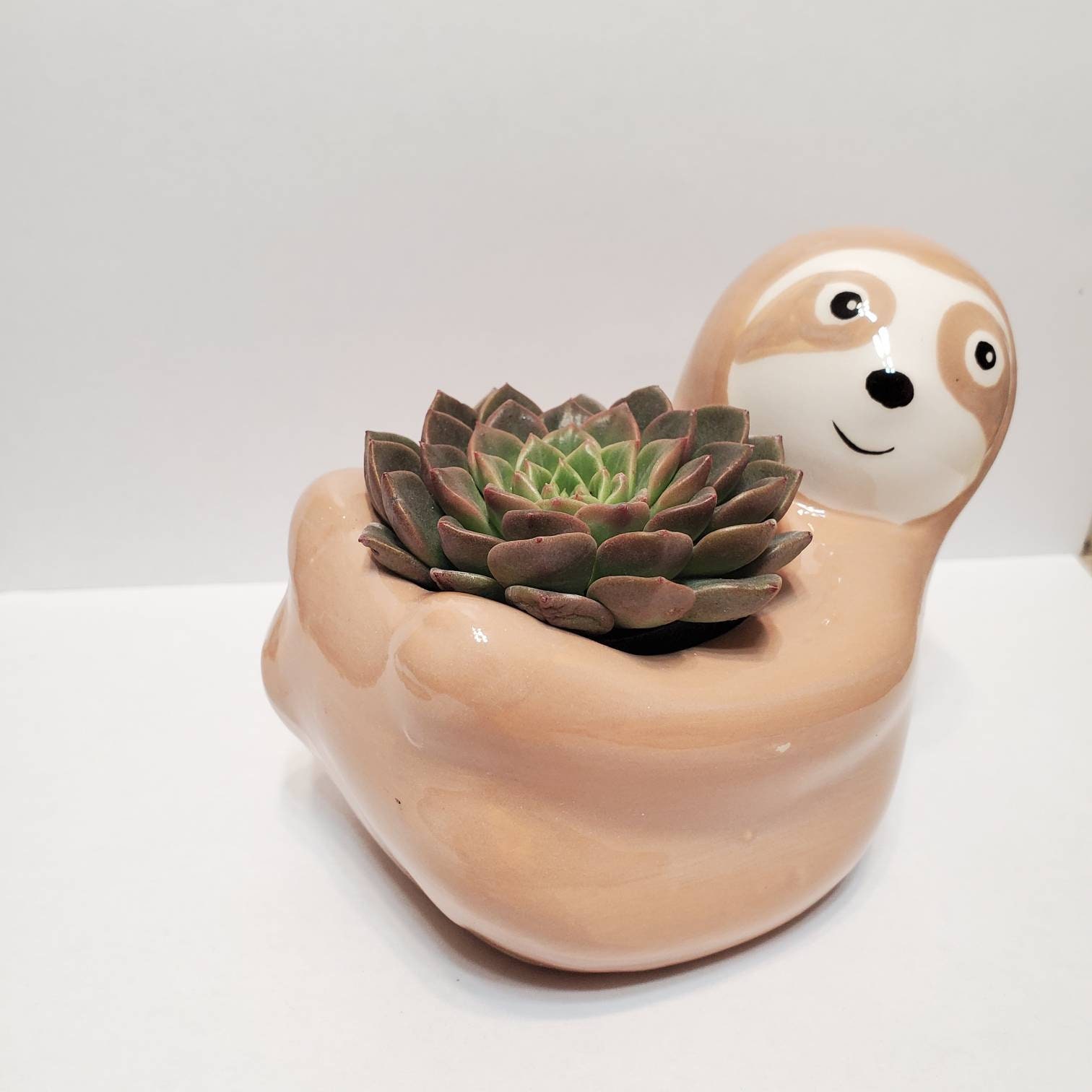 Sloth Planter With Succulent Animal Planter 5 Beige - Etsy