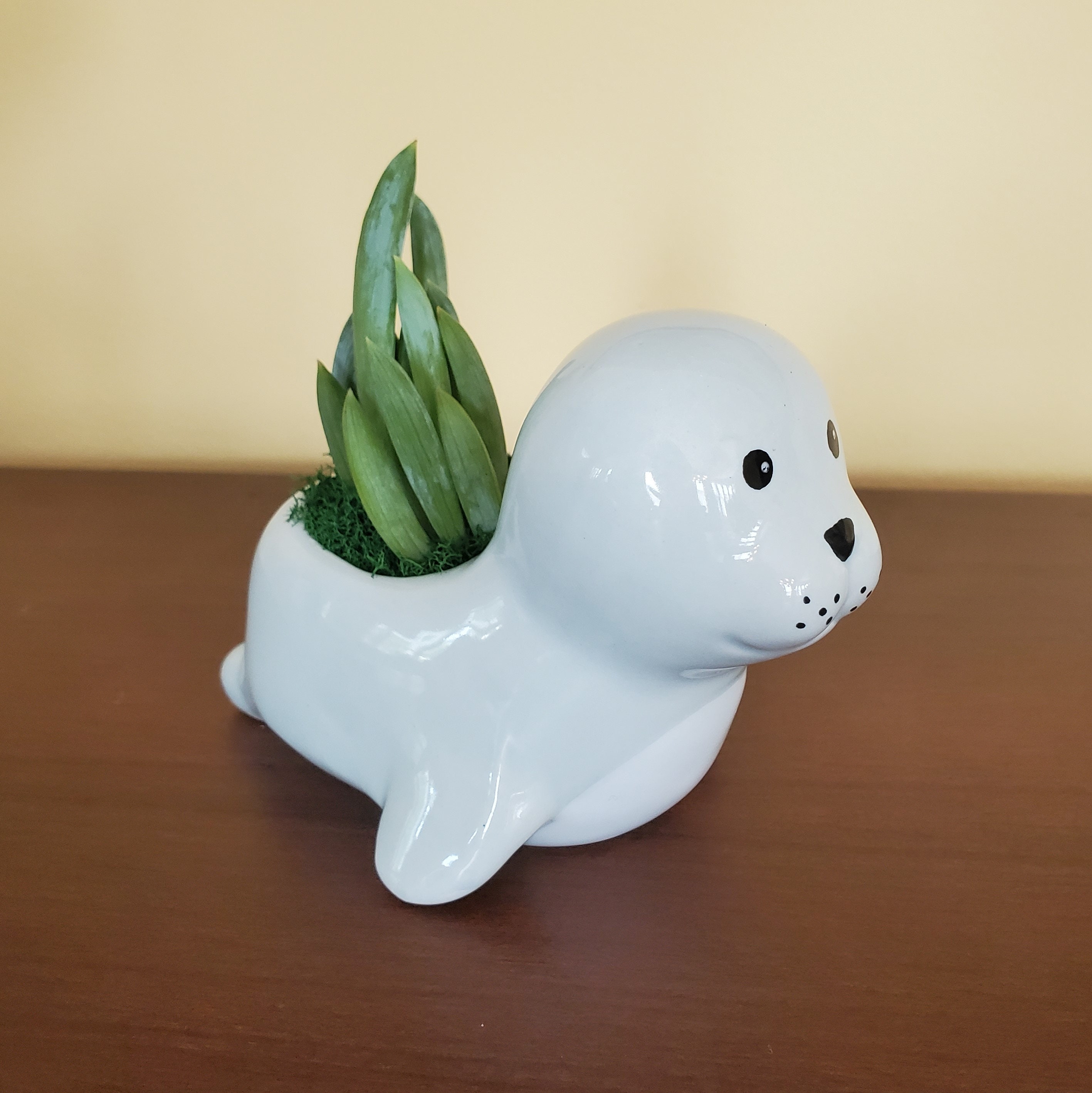 Ceramic Animal Planters With Live Succulents Gift Sea | Etsy