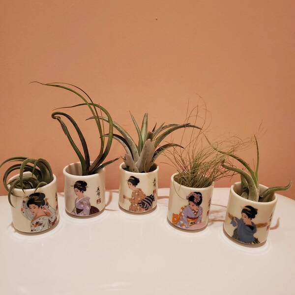 Air Plant Container - Etsy