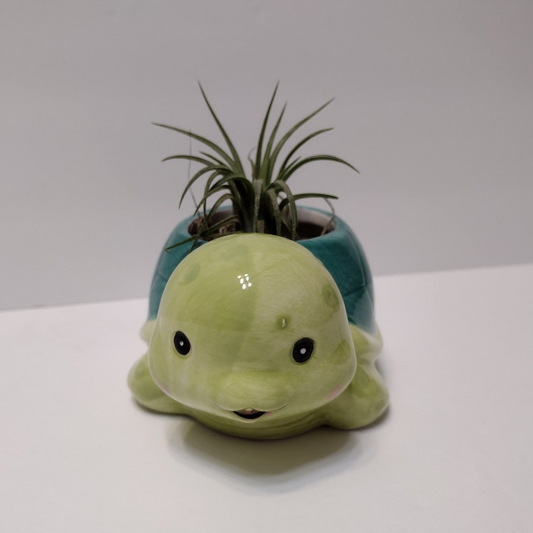 Sea Turtle Planter With Airplant, Ceramic Planter, Pot With Air Plant ...