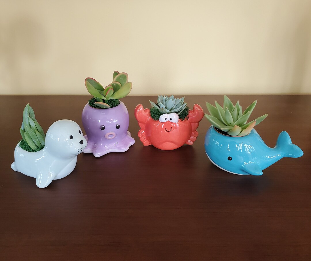 Ceramic Animal Planters With Live Succulents, Gift, Sea Creatures ...