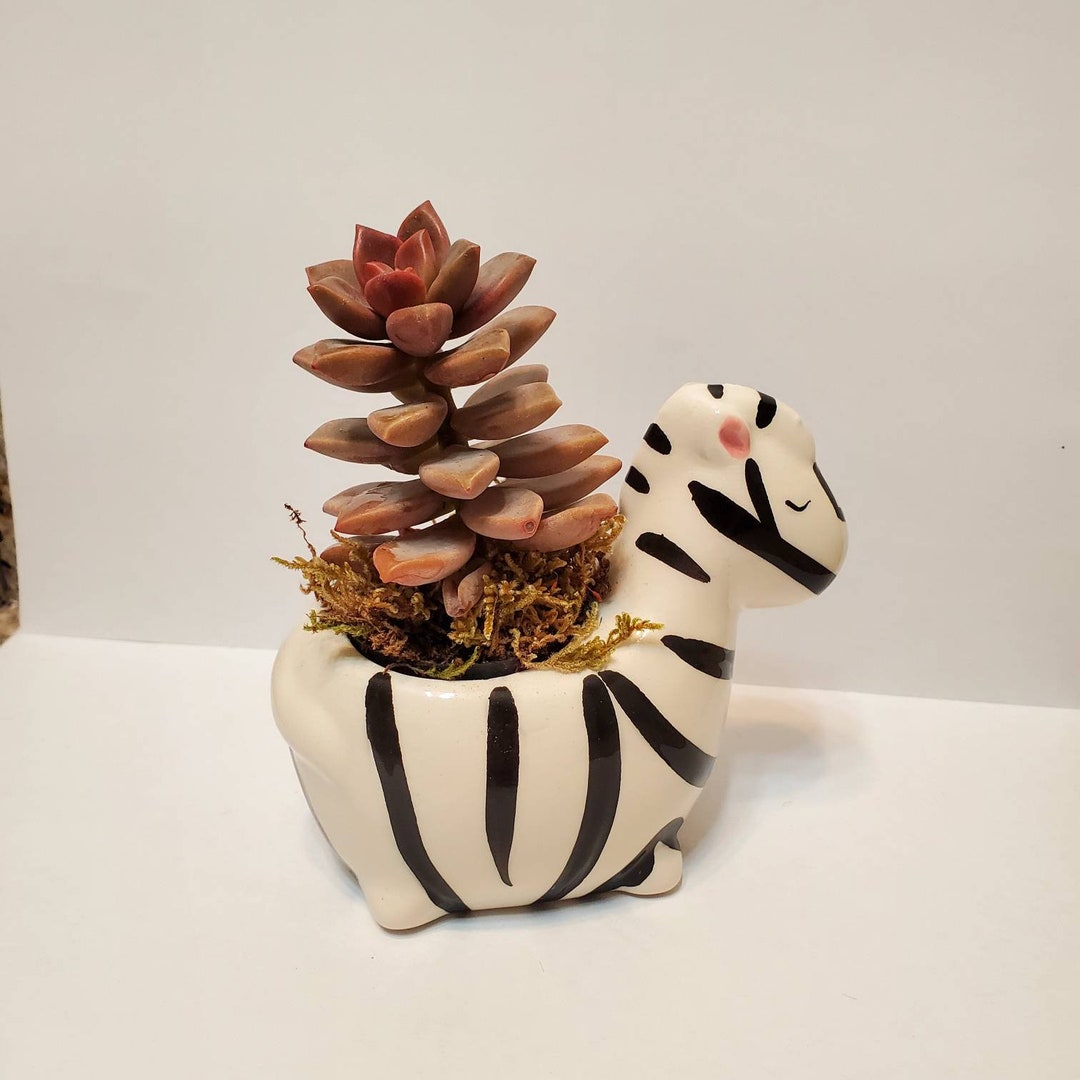 Zebra Planter With Live Plant, Graptosedum Alpenglow, Potted Succulents ...