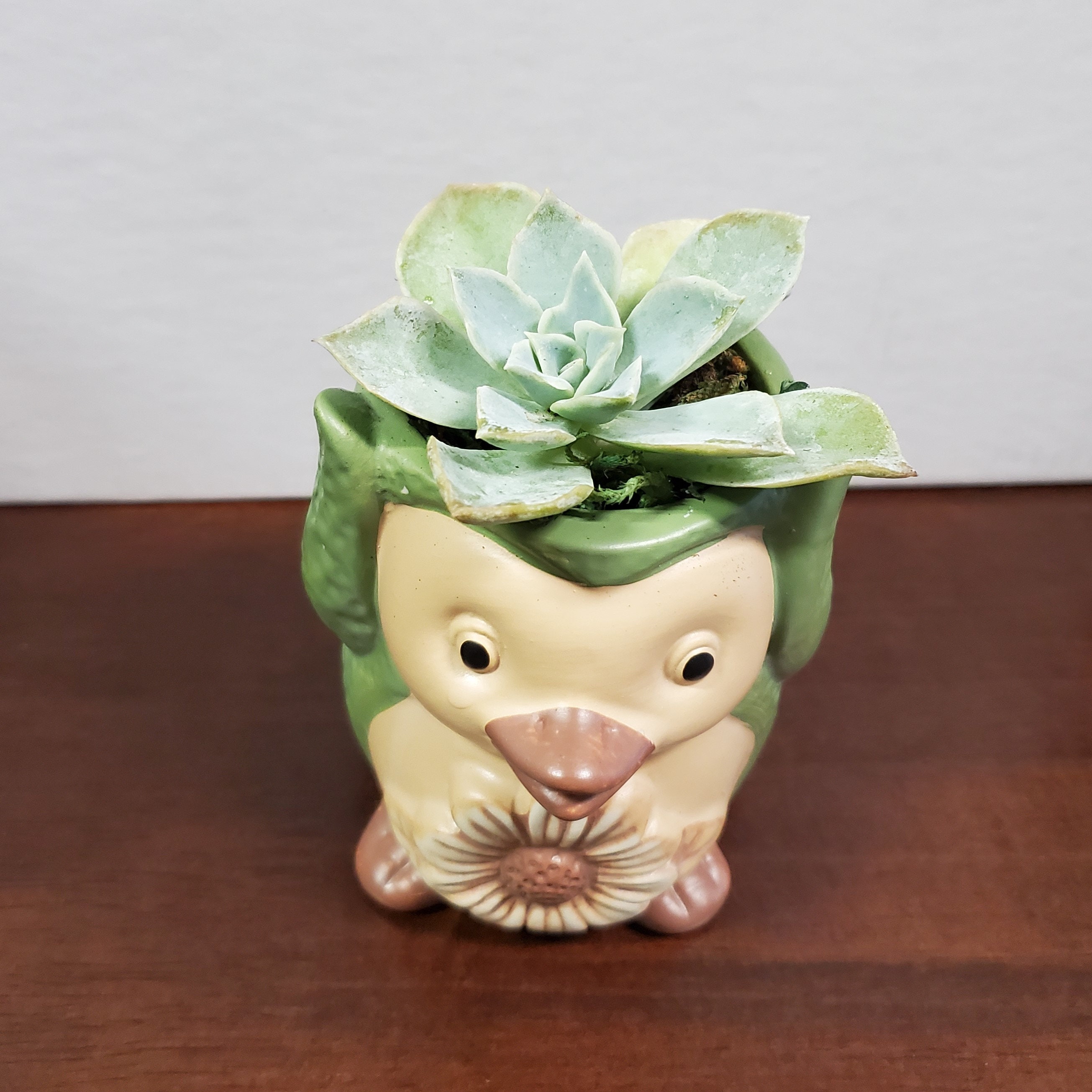 Happy Penguin Planter With Succulent Pot With Succulents - Etsy