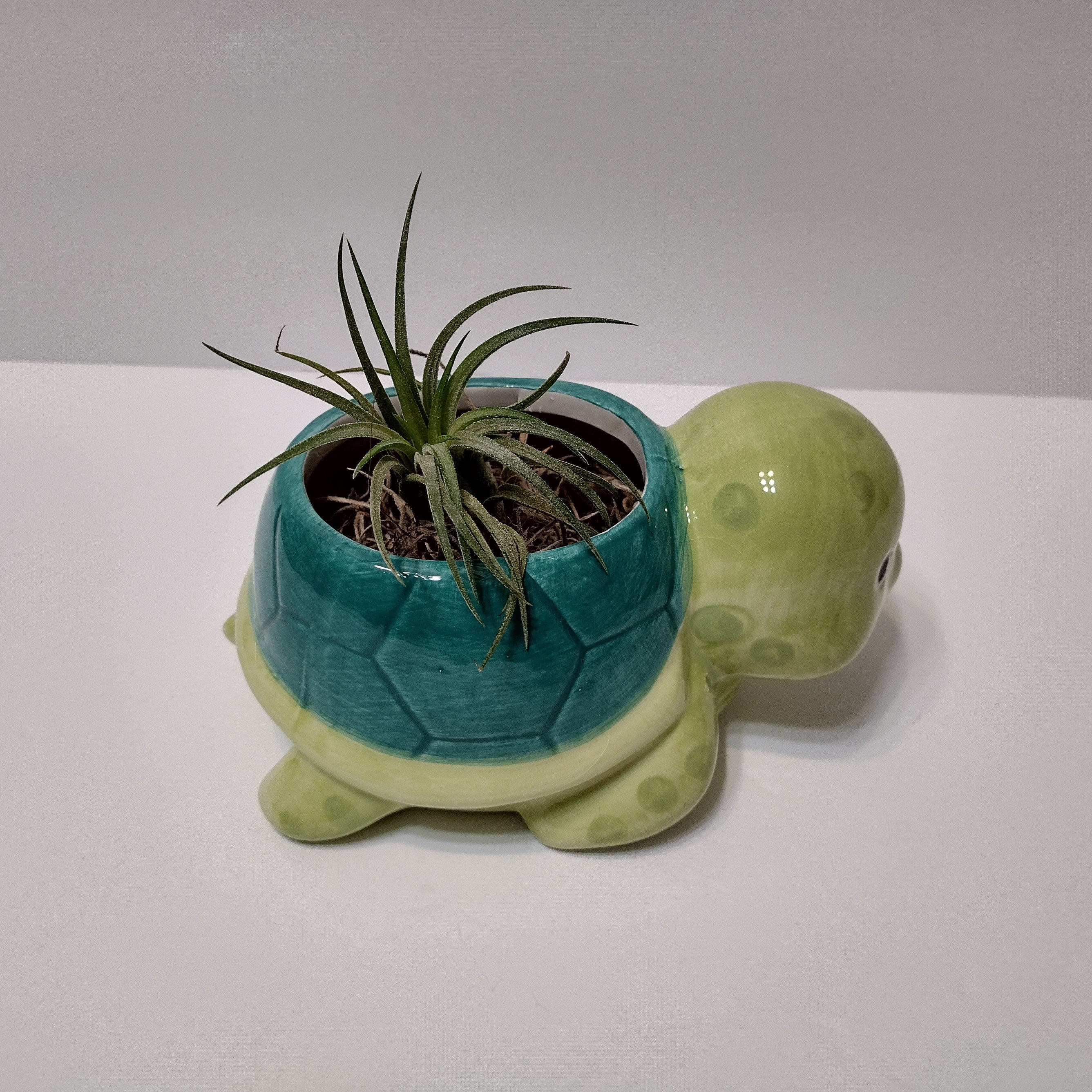 Sea Turtle Planter With Airplant Ceramic Planter Pot With - Etsy