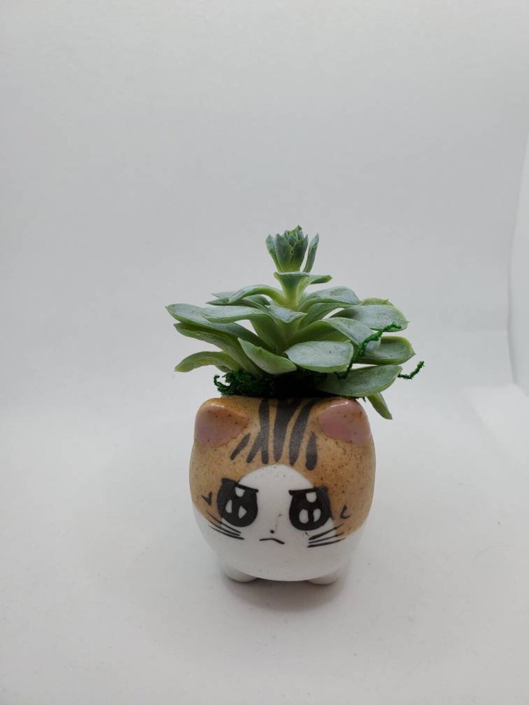 Live Succulent in Grumpy Cat Planter Pot en céramique de chaton de 2,5 pouces, Echeveria, poules ...