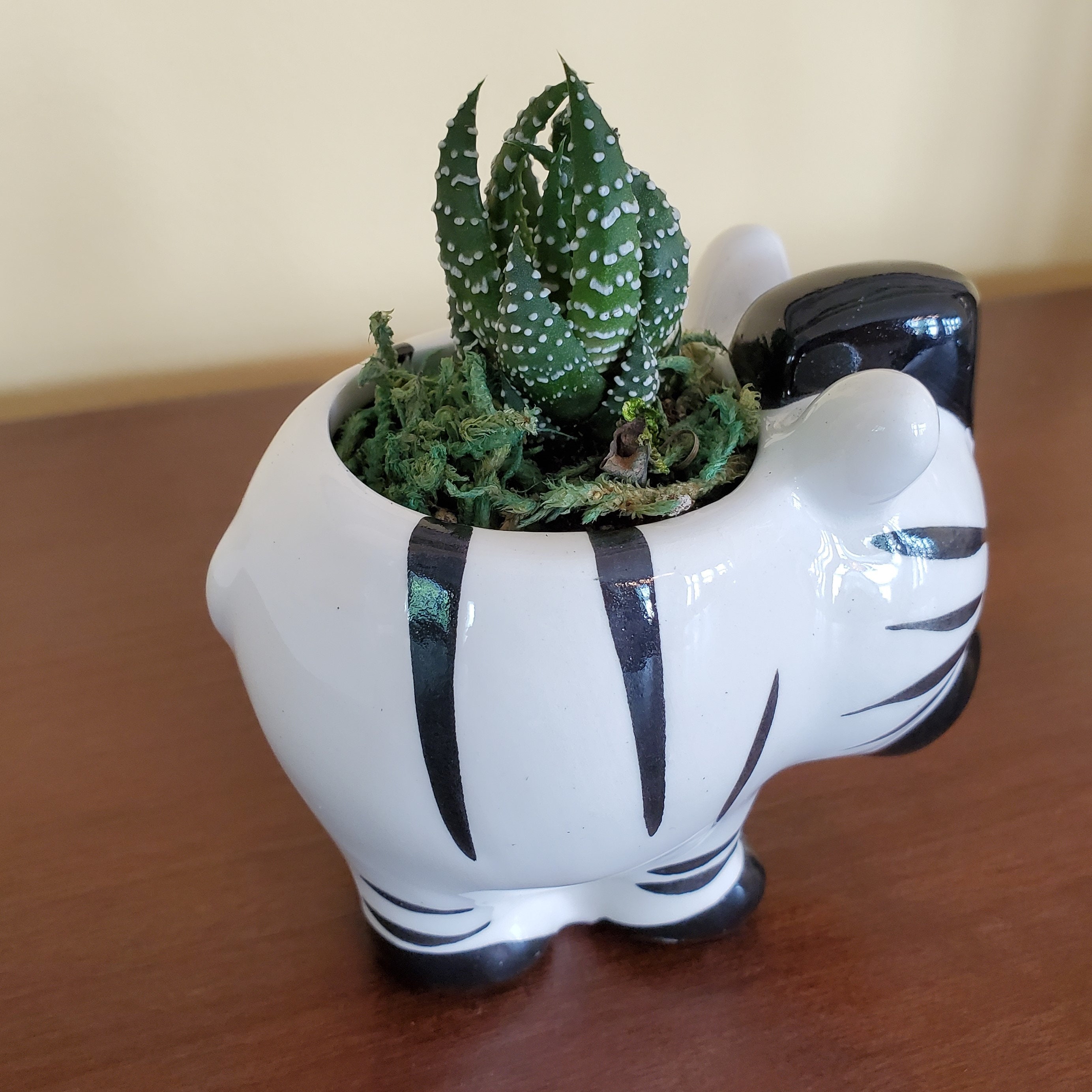 Zebra Planter with Zebra Plant Potted Succulents Succulent | Etsy