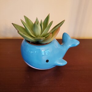 Ceramic Animal Planters With Live Succulents, Gift, Sea Creatures ...