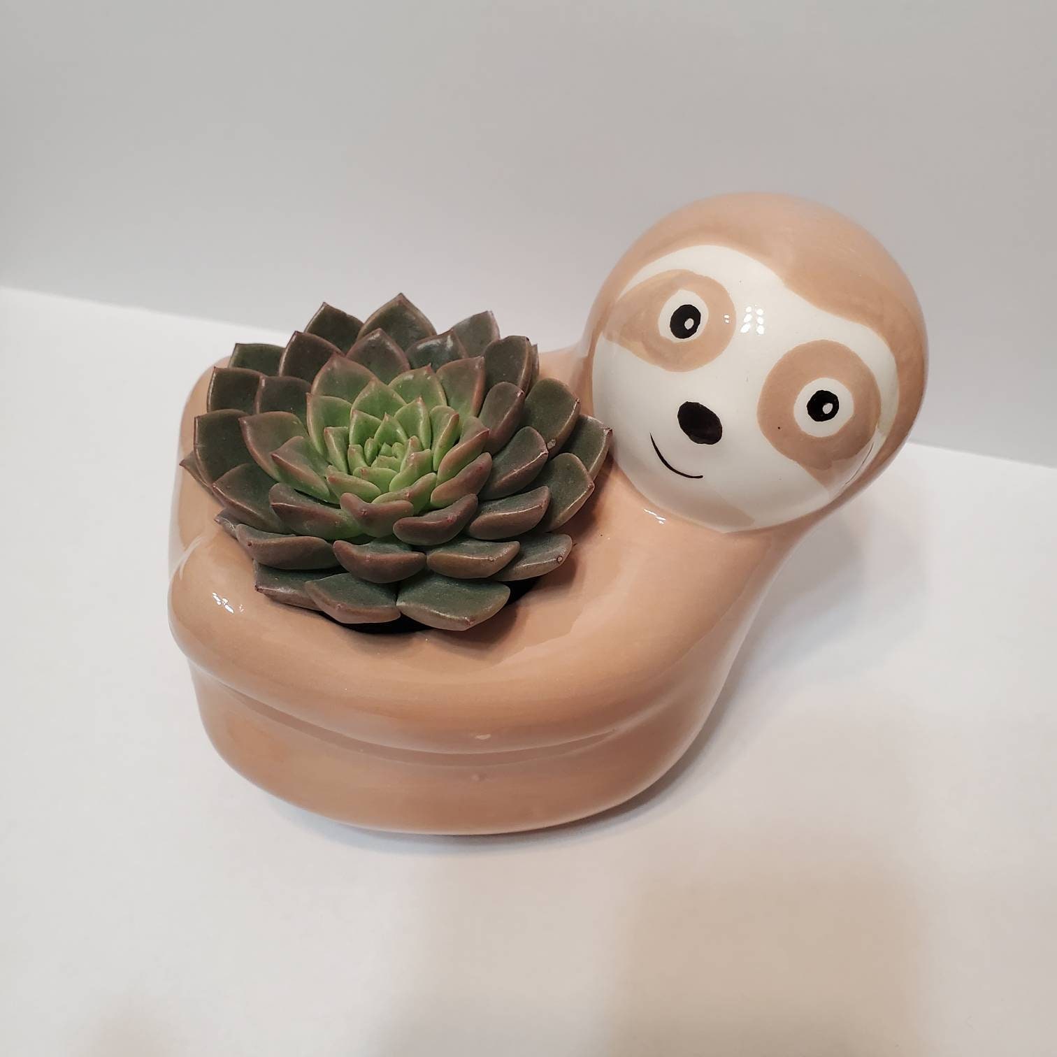 Sloth Planter With Succulent Animal Planter 5 Beige - Etsy