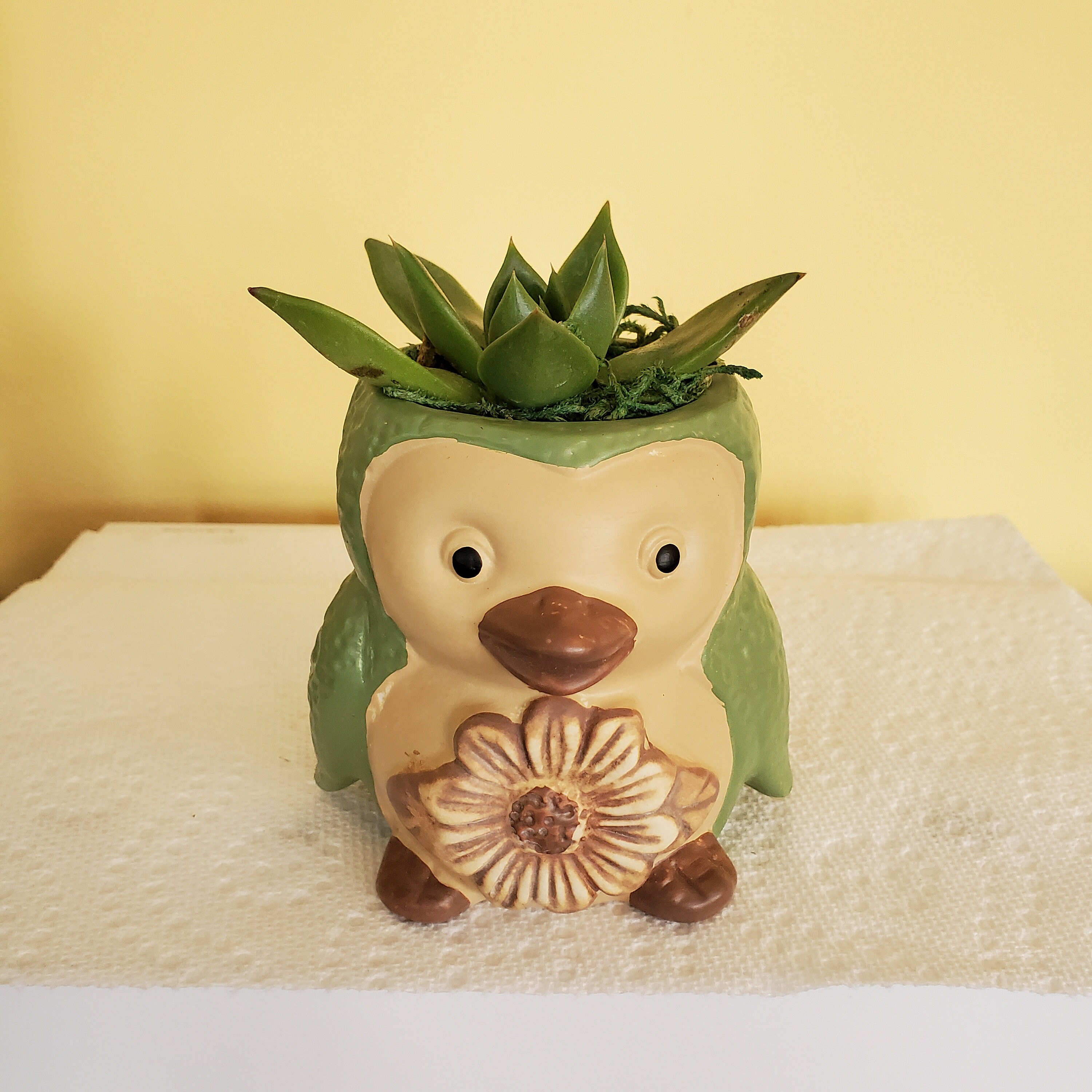 Penguin Planter with Succulent Live Potted Succulents Animal | Etsy