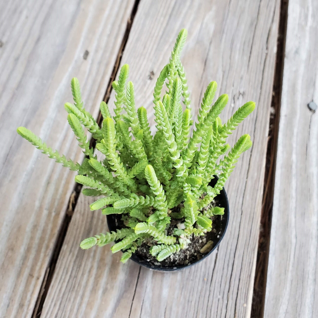 Watch Chain Succulent, Crassula Muscosa, Live Succulents, 2 Inch ...