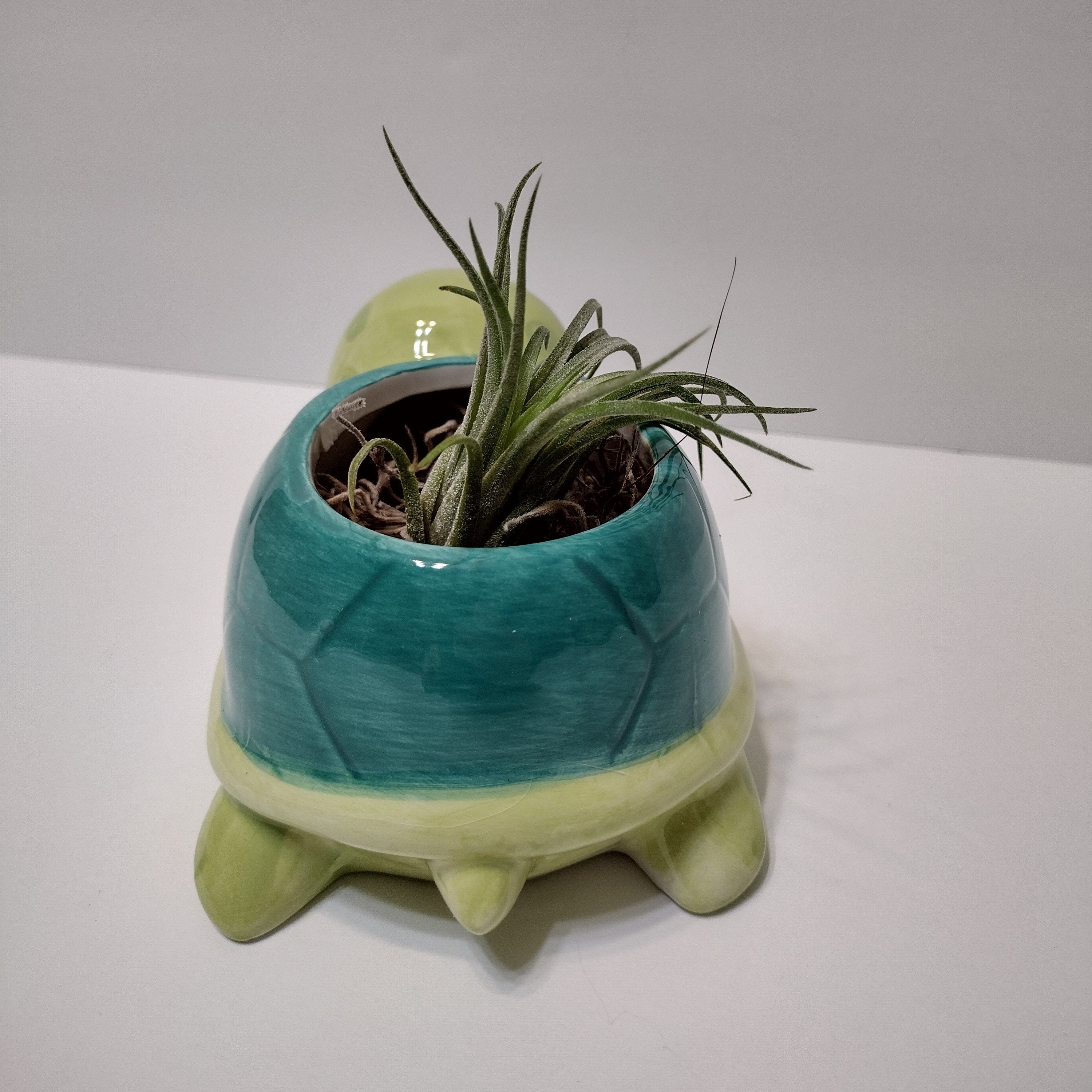 Sea Turtle Planter With Airplant Ceramic Planter Pot With - Etsy