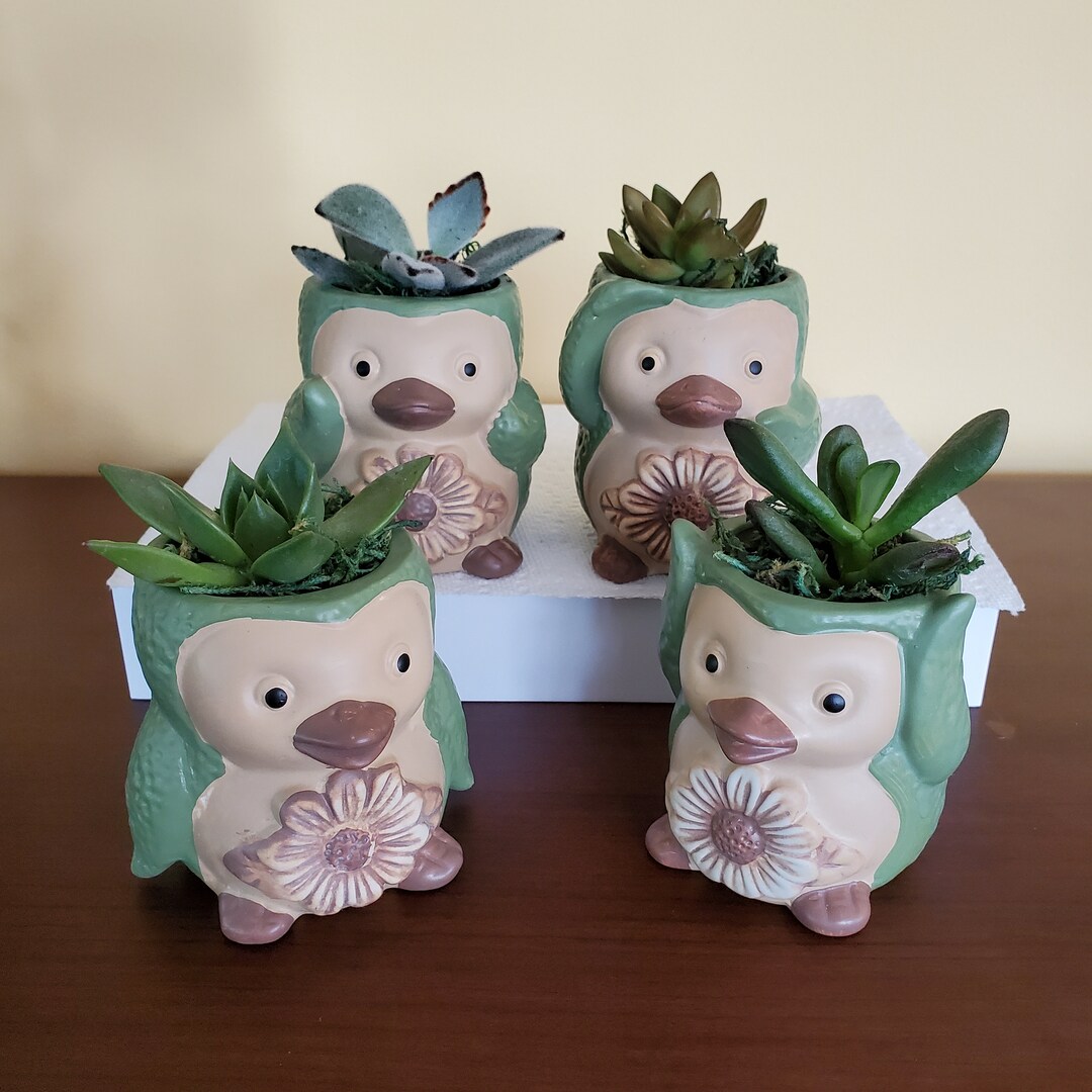 Penguin Planter With Succulent, Live Potted Succulents, Animal Planter ...