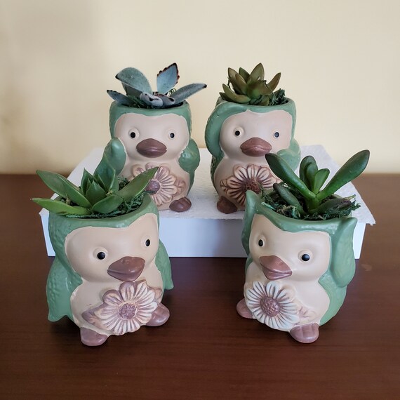 Penguin Planter With Succulent Live Potted Succulents Animal - Etsy
