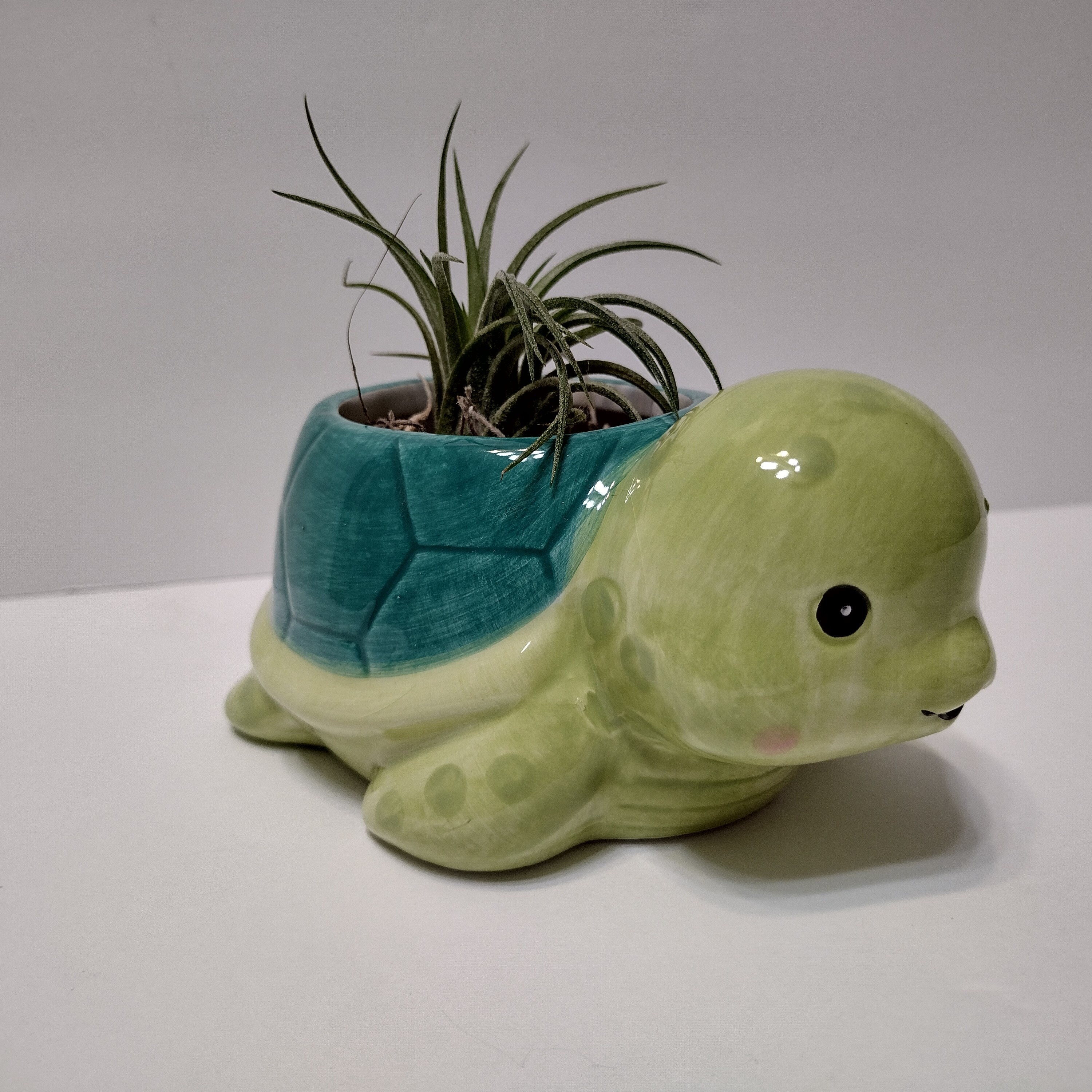Sea Turtle Planter With Airplant Ceramic Planter Pot With - Etsy