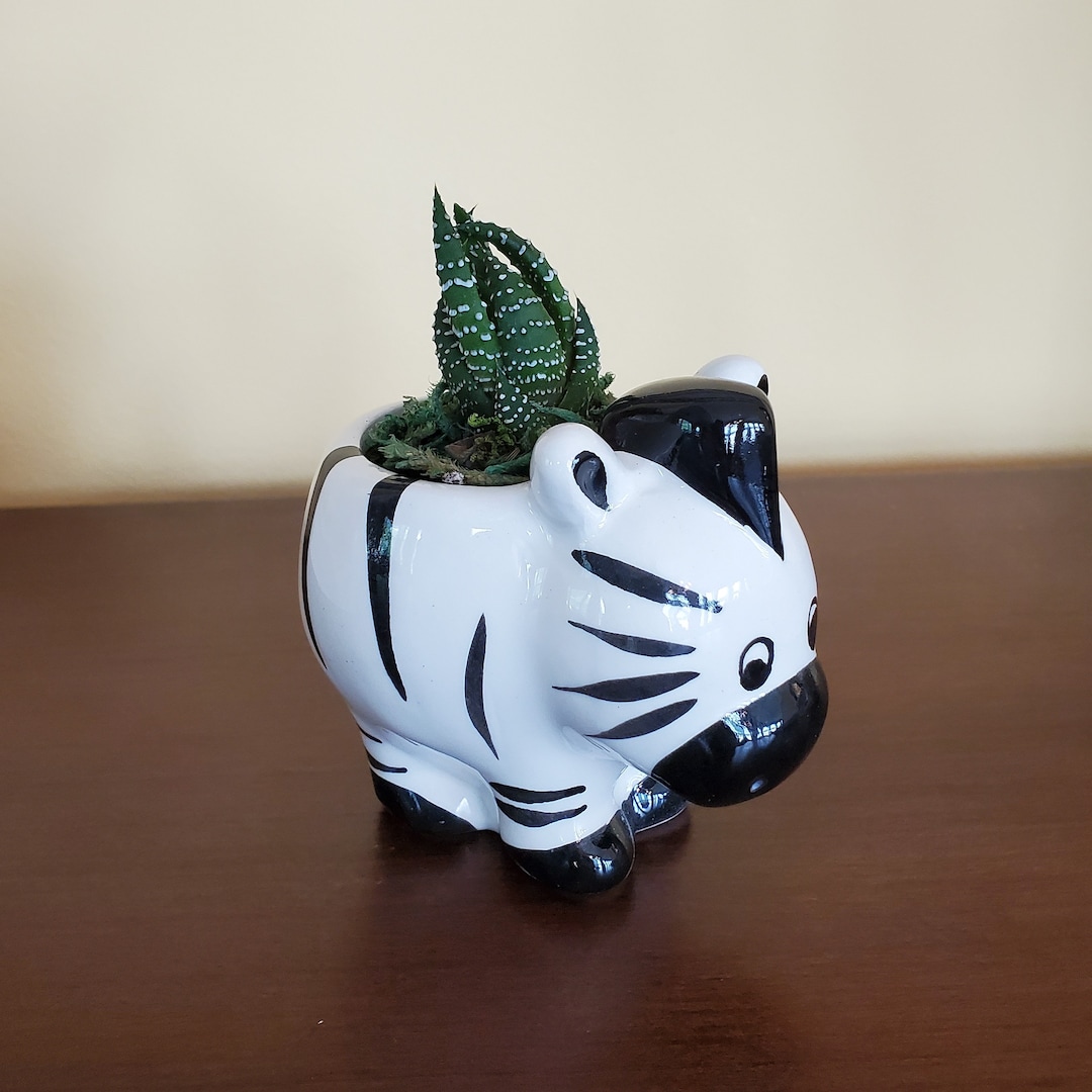 Zebra Planter With Zebra Plant, Potted Succulents, Succulent Gift ...