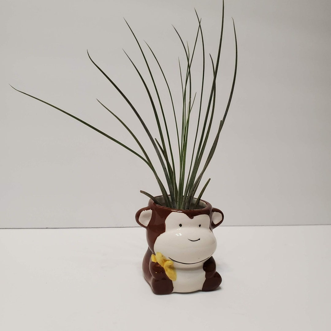 Monkey With Live Air Plant, Airplant Holder, Animal Planter, House ...