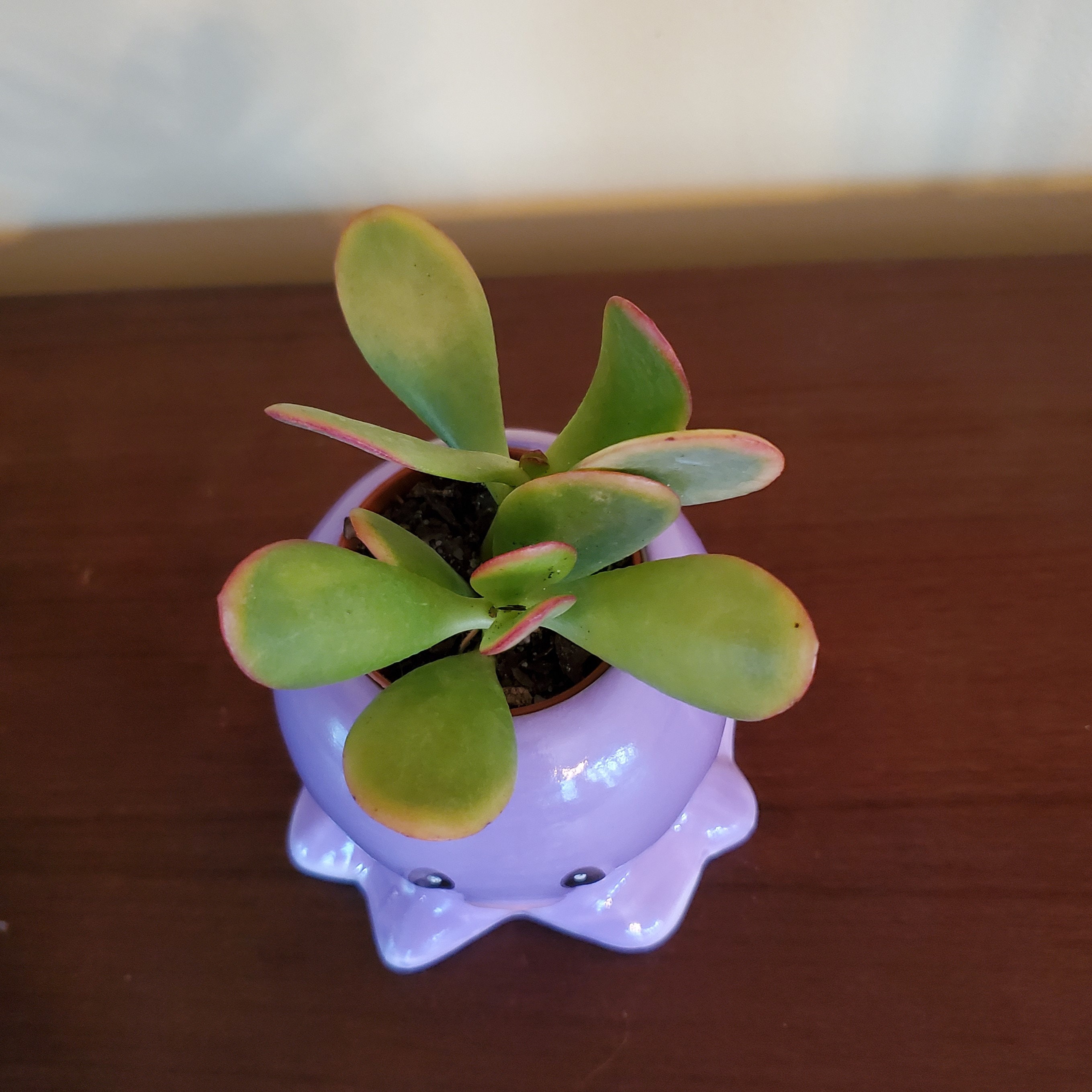Ceramic Octopus Planter with Succulent live plant 4 | Etsy