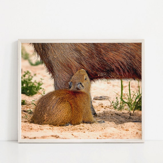DIGITAL DOWNLOAD: Cute Baby Brazilian Capybara South American | Etsy