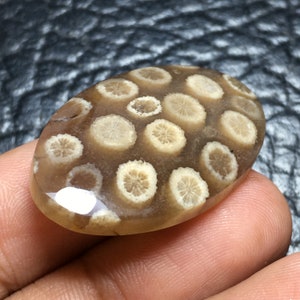 Lotus Flower Coral Fossil Agate Cabochon (37x22x6) Mm - Etsy