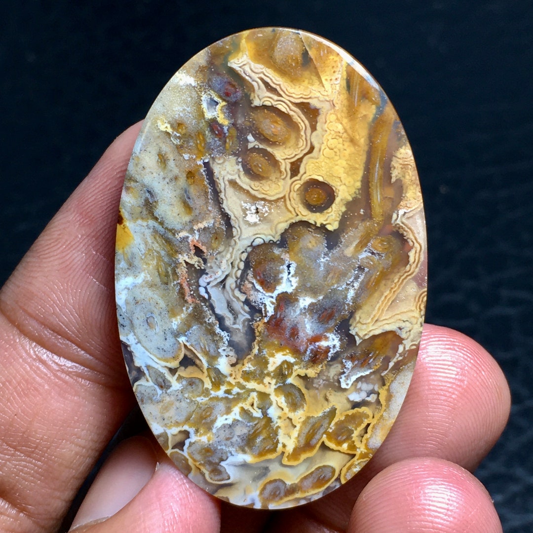 Rare Natural Agatized Petrified Palm Wood Fossil Cabochon, Petrified ...