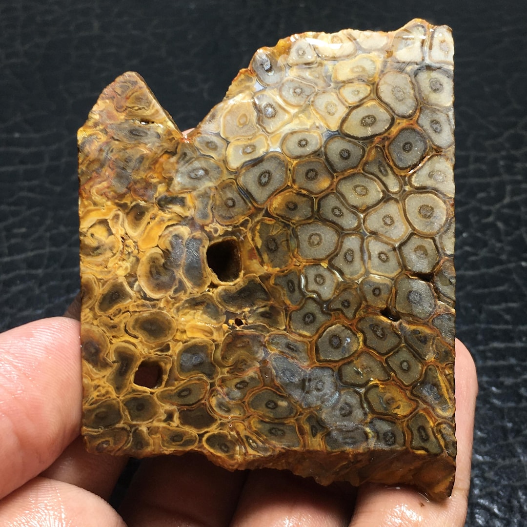 Petrified Palm Root Fossil Unpolished Slab 65x54x13 Mm - Etsy