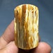 Rare Natural Agatized Petrified Palm Wood Fossil Cabochon, Petrified ...