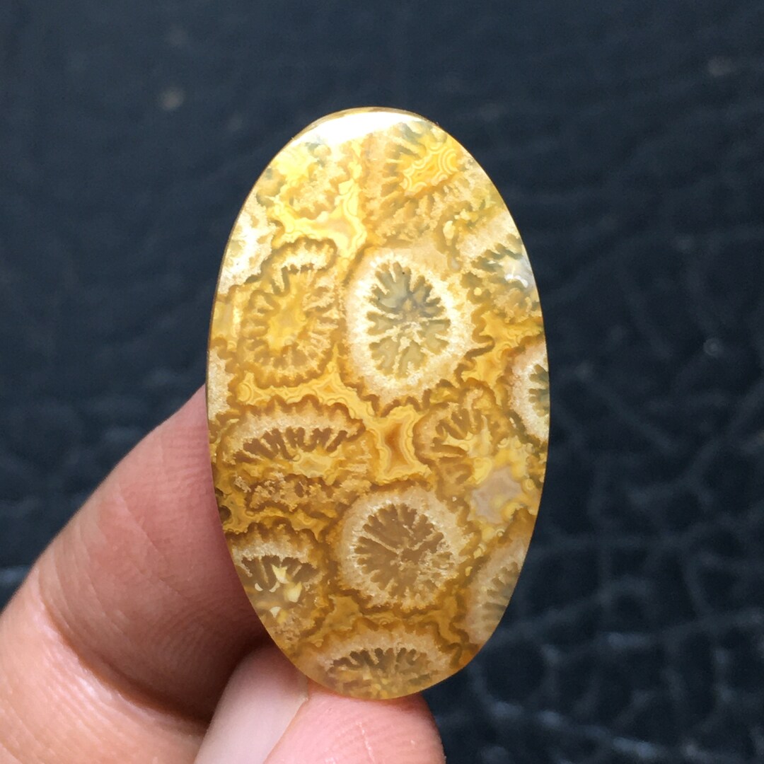 Scenic Agatized Coral Fossil Cabochon 29x16x5 Mm - Etsy