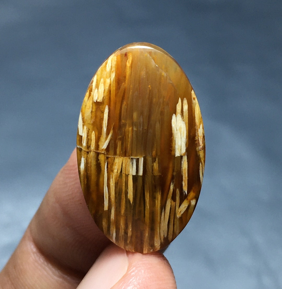Rare Natural Agatized Petrified Palm Wood Fossil Cabochon, Palm Root ...