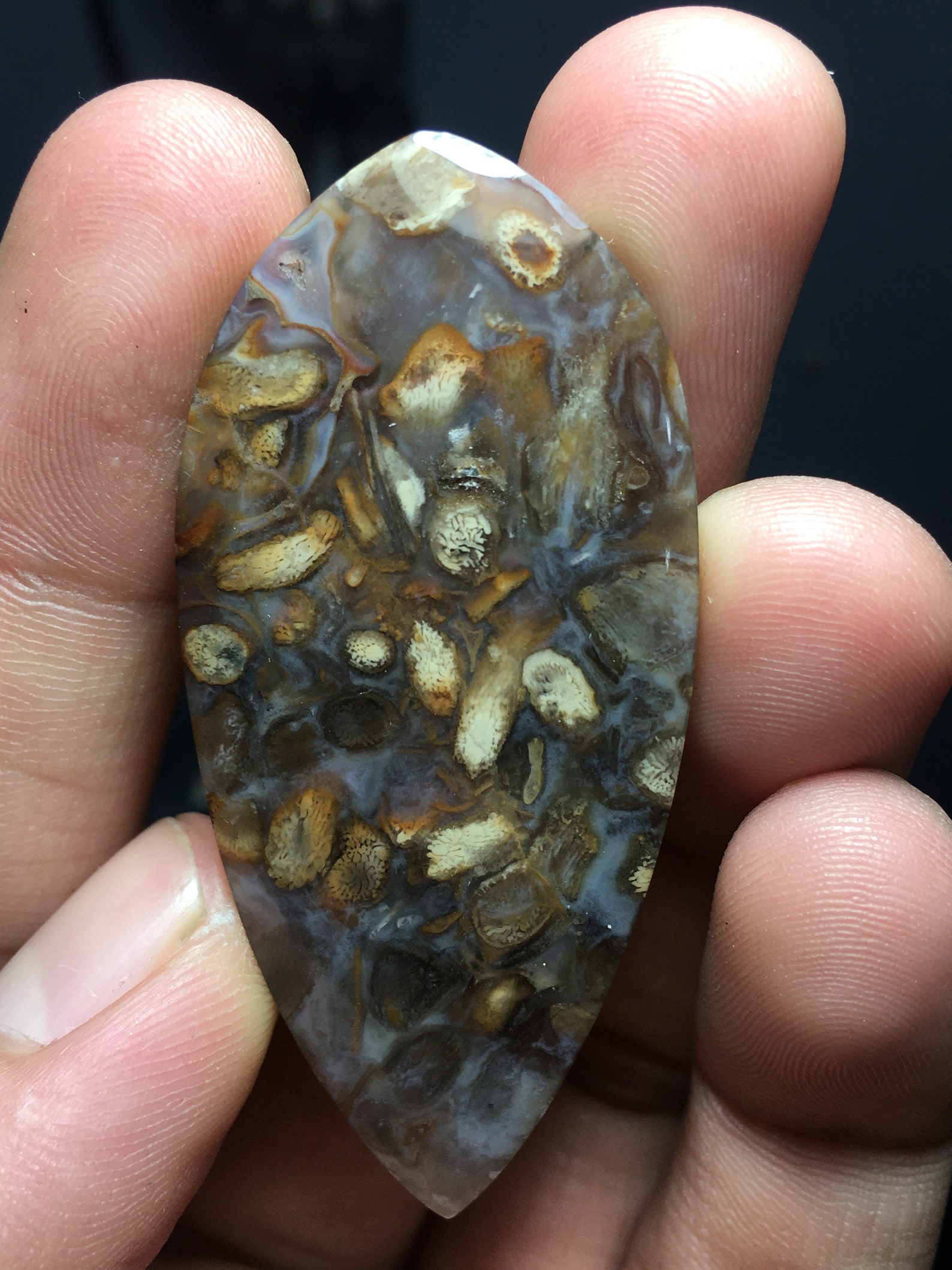 Agatized Coral Fossil Cabochon 56 x 26 x 6 mm | Etsy