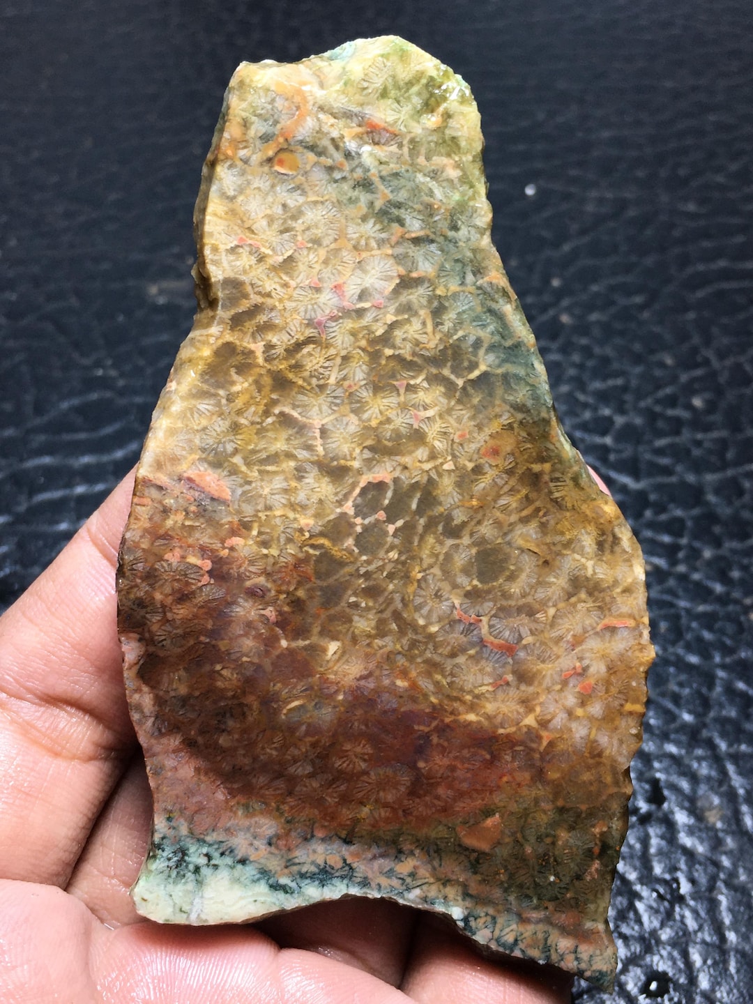 Multicolor Coral Fossil Unpolished Slab 83x50x6 Mm - Etsy